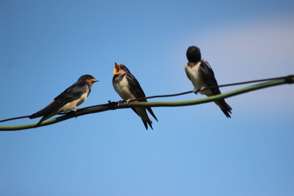 Птицы: Ласточка (50 фото) Фотографии ласточки с описанием. Ласточка фото