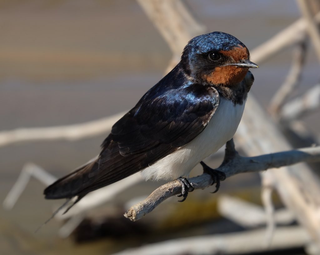 Птицы: Ласточка (50 фото) Фотографии ласточки с описанием. Ласточка фото