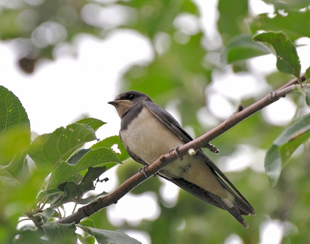 Птицы: Ласточка (50 фото) Фотографии ласточки с описанием. Ласточка фото