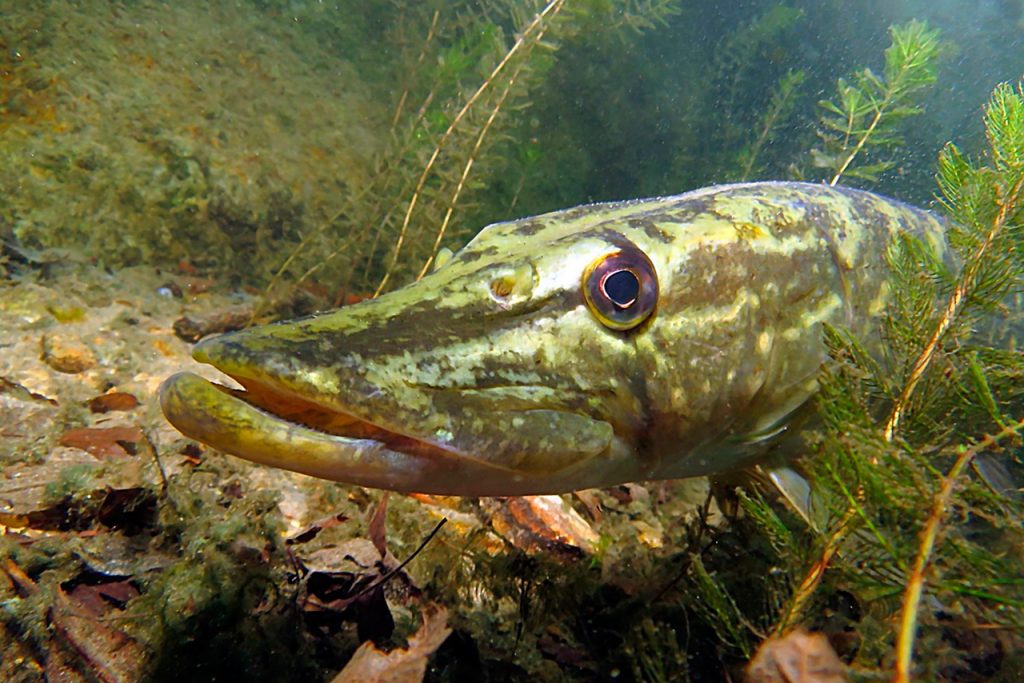 Рыбы: Щука (35 фото) Описание виды. Фотографии щуки в воде