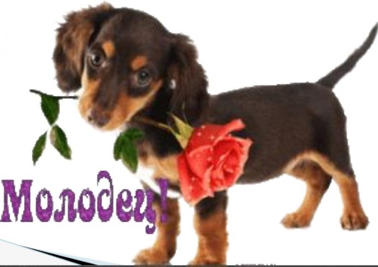 Красивые картинки с надписью - Молодец 40 картинок 😅 pichold.ru